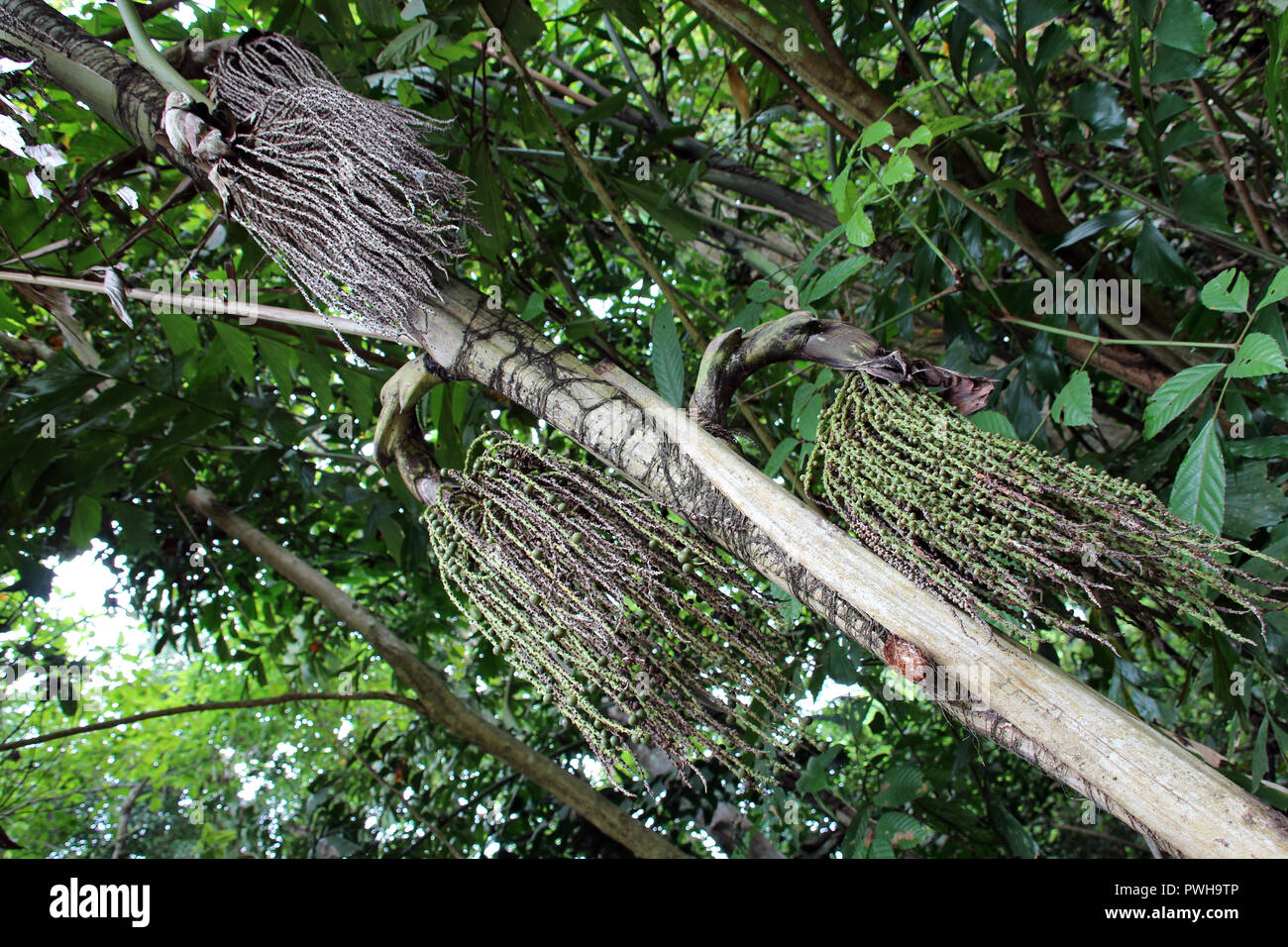 On Pulau Ubin in Singapore Stock Photo - Alamy