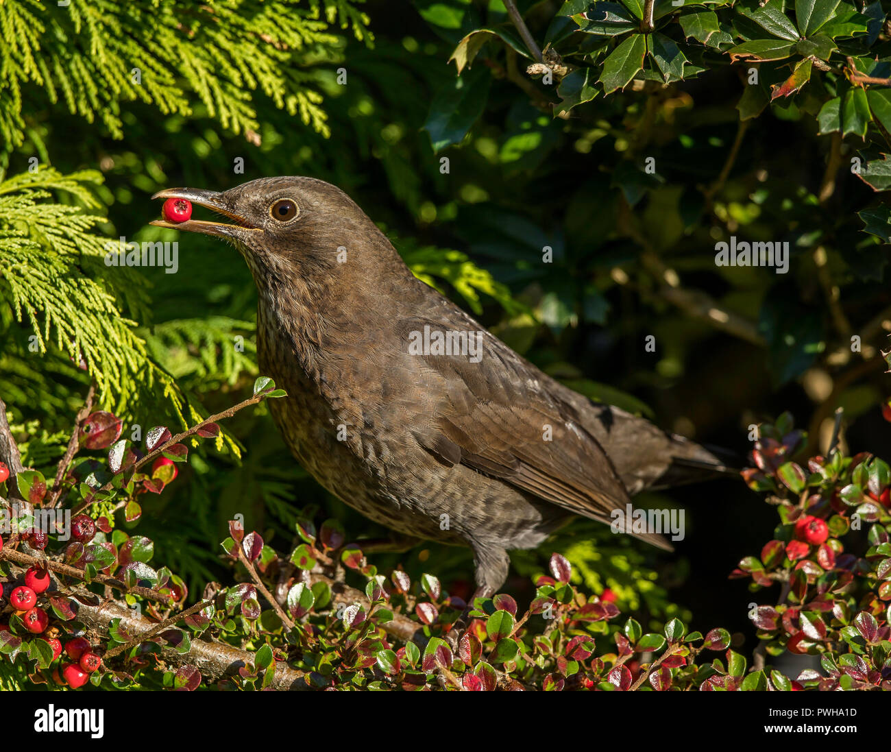 Hedge bird berry hi-res stock photography and images - Alamy