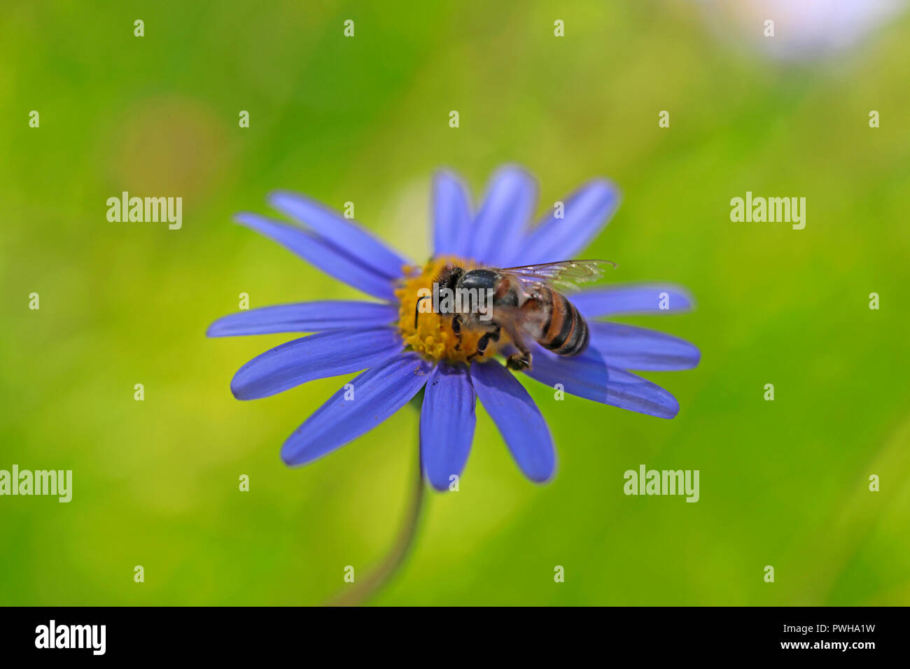 An African honey bee (Apis mellifera scutellata) pollinating a blue ...