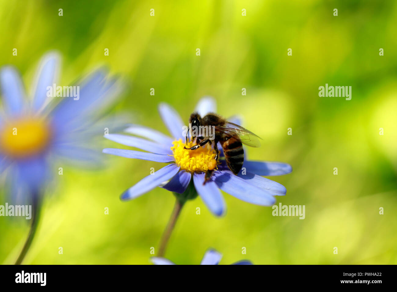 An African honey bee (Apis mellifera scutellata) pollinating a blue ...