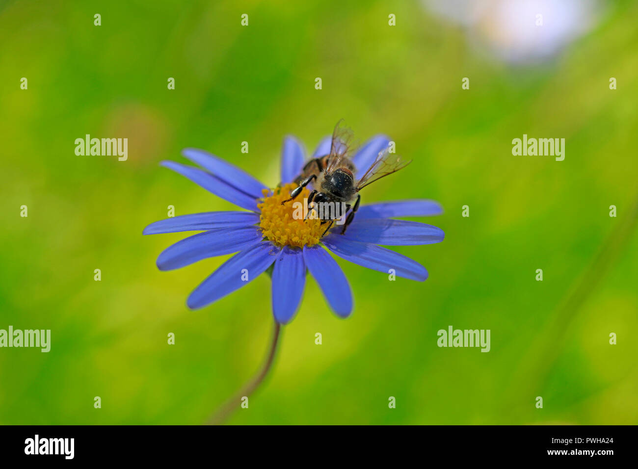An African honey bee (Apis mellifera scutellata) pollinating a blue ...
