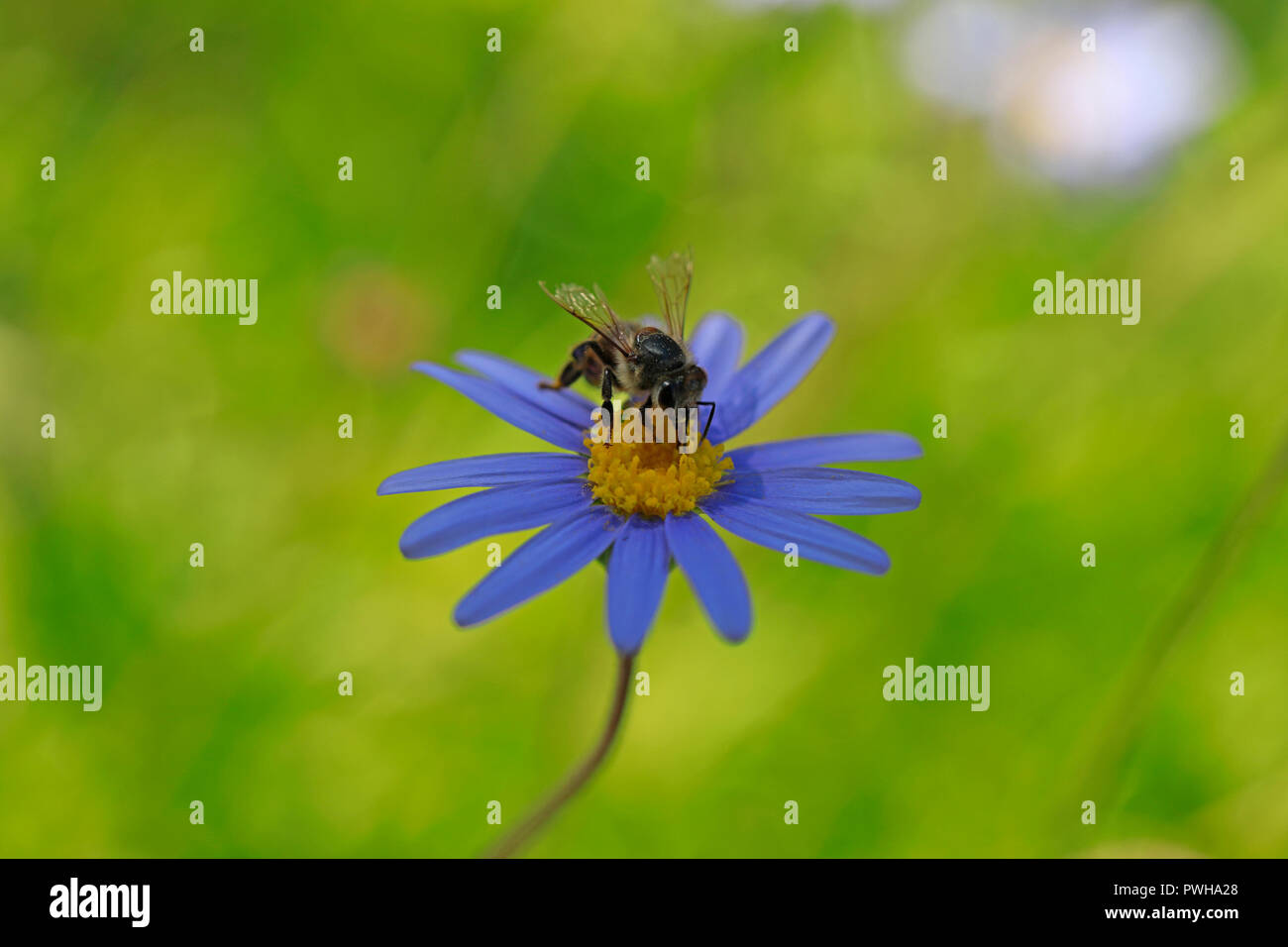 An African honey bee (Apis mellifera scutellata) pollinating a blue ...