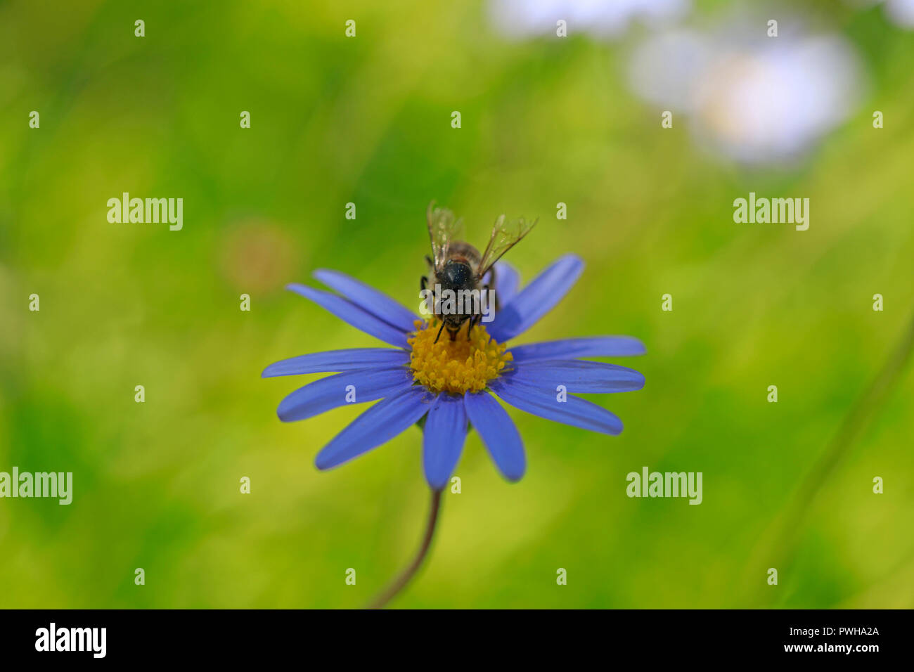 An African honey bee (Apis mellifera scutellata) pollinating a blue ...