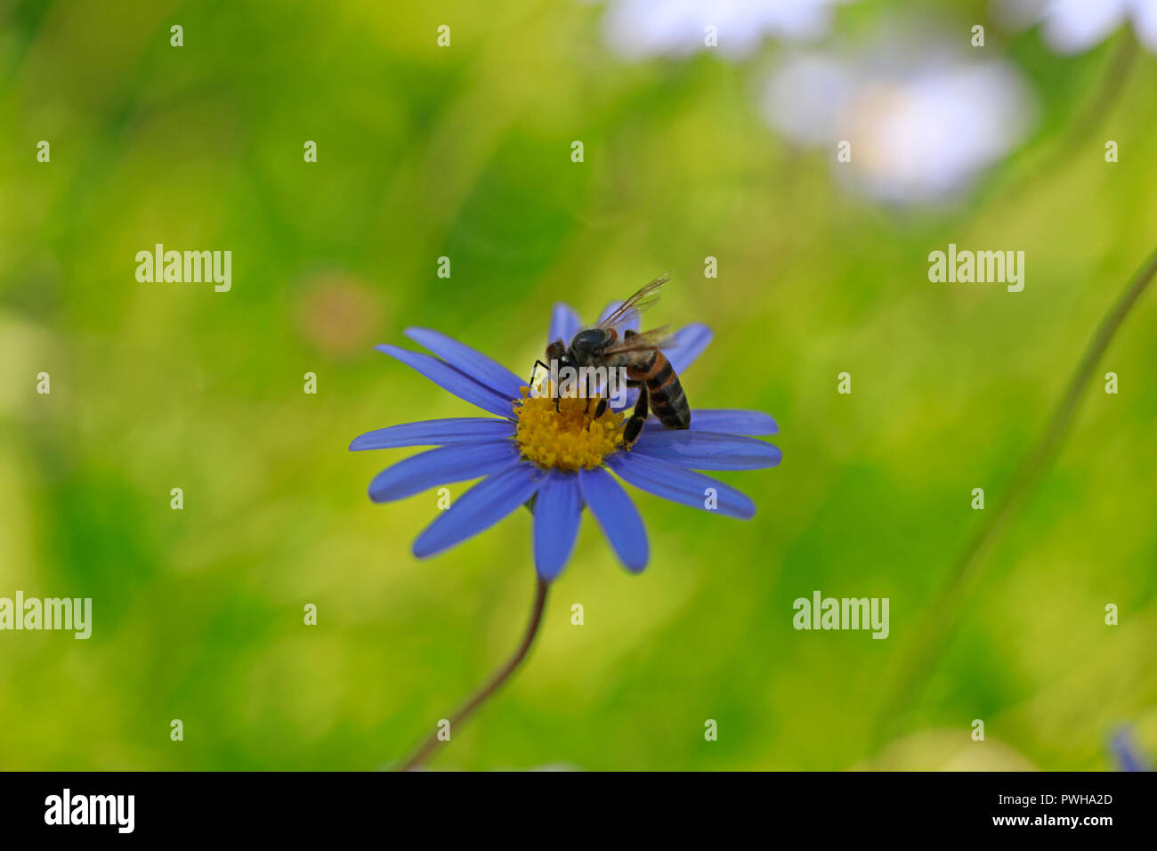 An African honey bee (Apis mellifera scutellata) pollinating a blue ...