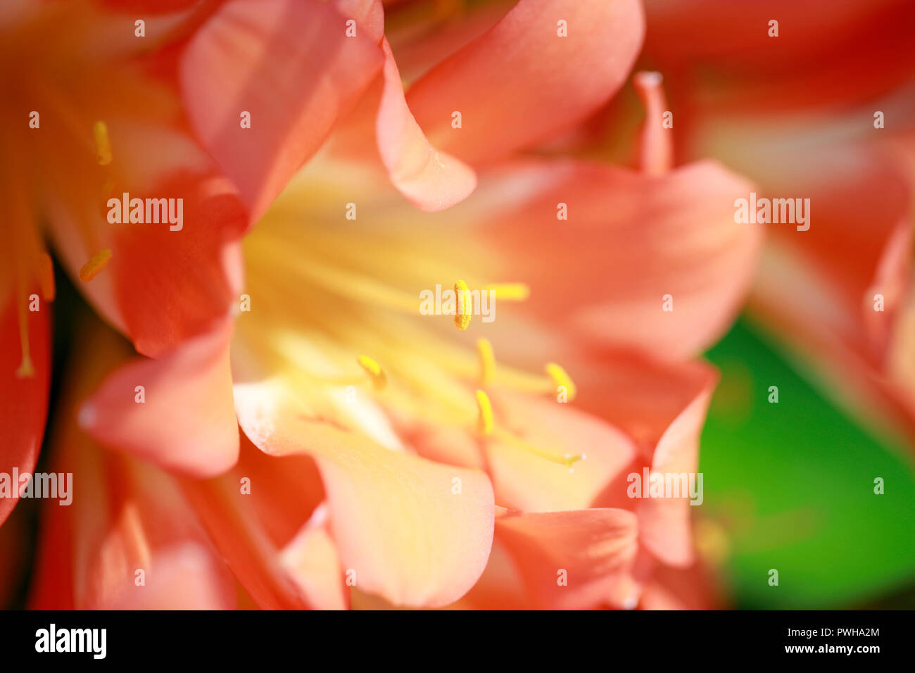 Macro photograph of the stamen (plural stamina or stamens) of a Clivia ...
