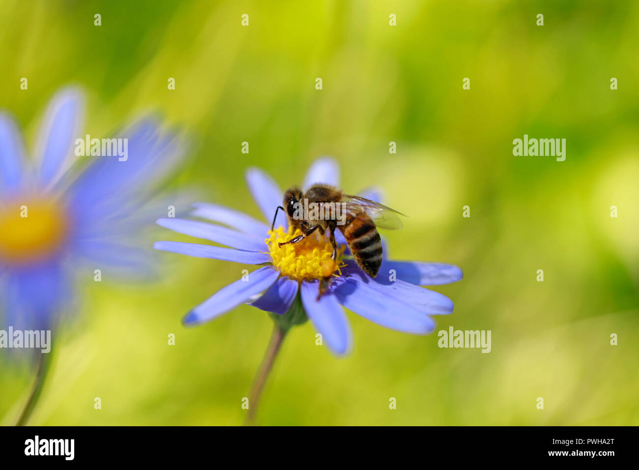 An African honey bee (Apis mellifera scutellata) pollinating a blue ...