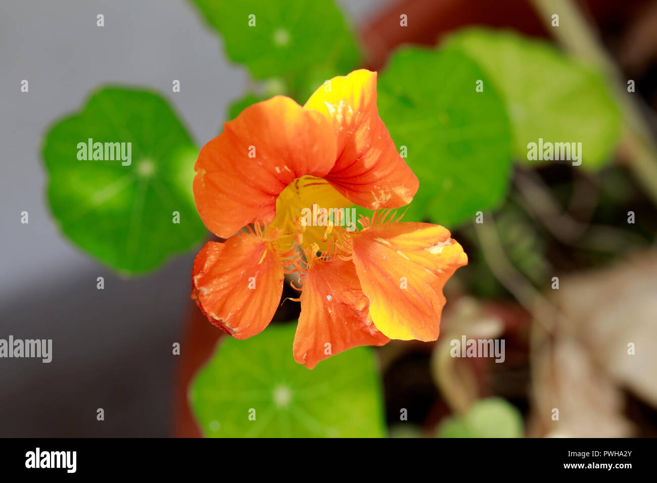 Nasturtium in pot hi-res stock photography and images - Alamy