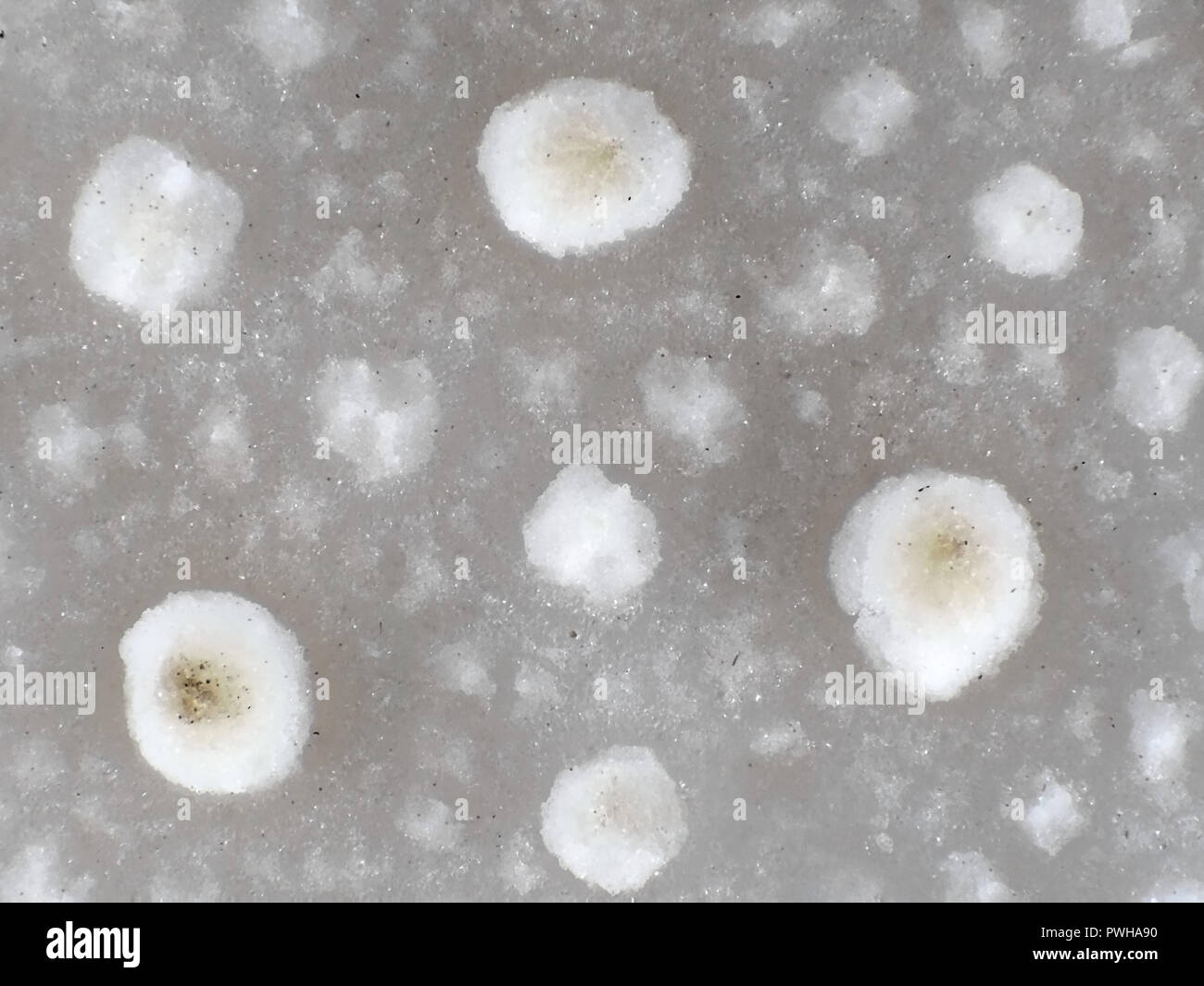 Light micrograph of gem-studded puffball (Lycoperdon perlatum) surface ...