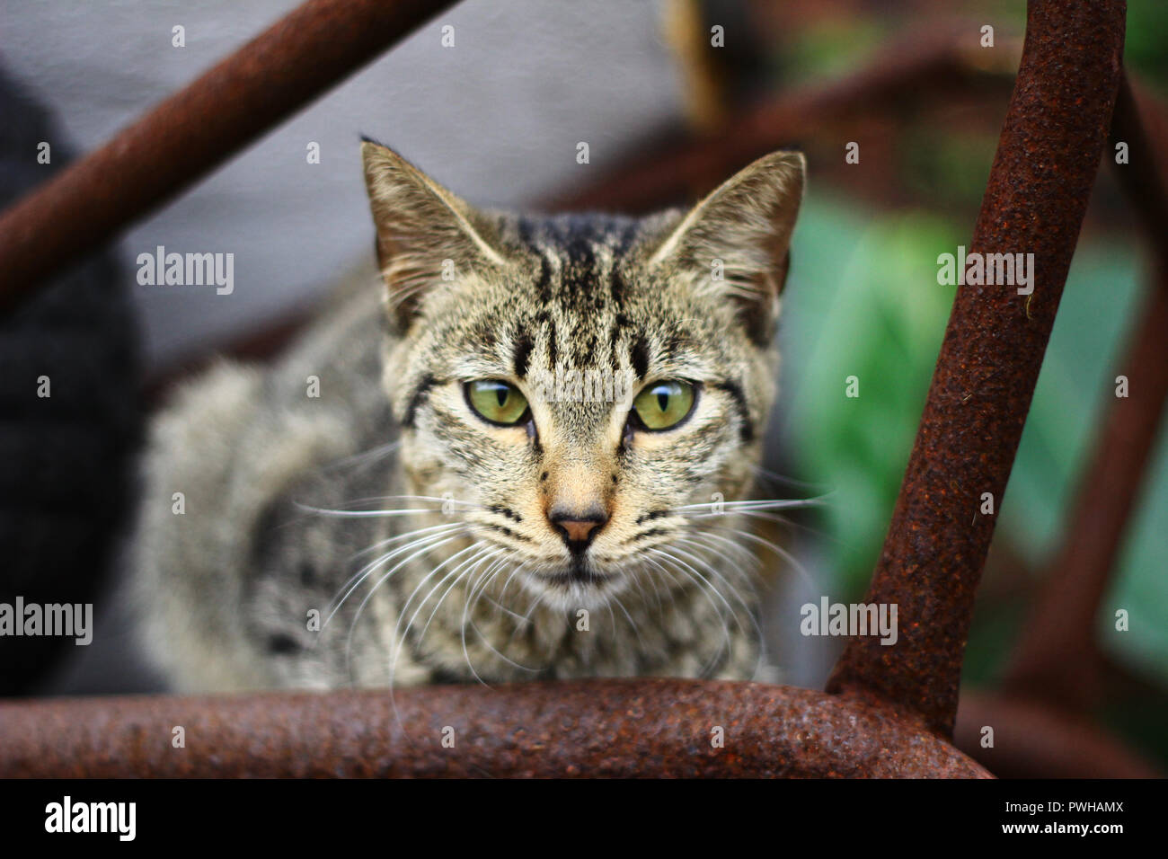 Taiwanese cat hi-res stock photography and images - Alamy