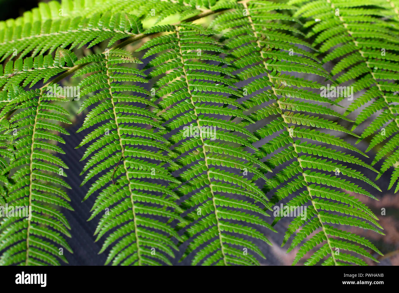 background green leaves fens in tropical greenhouse Stock Photo - Alamy
