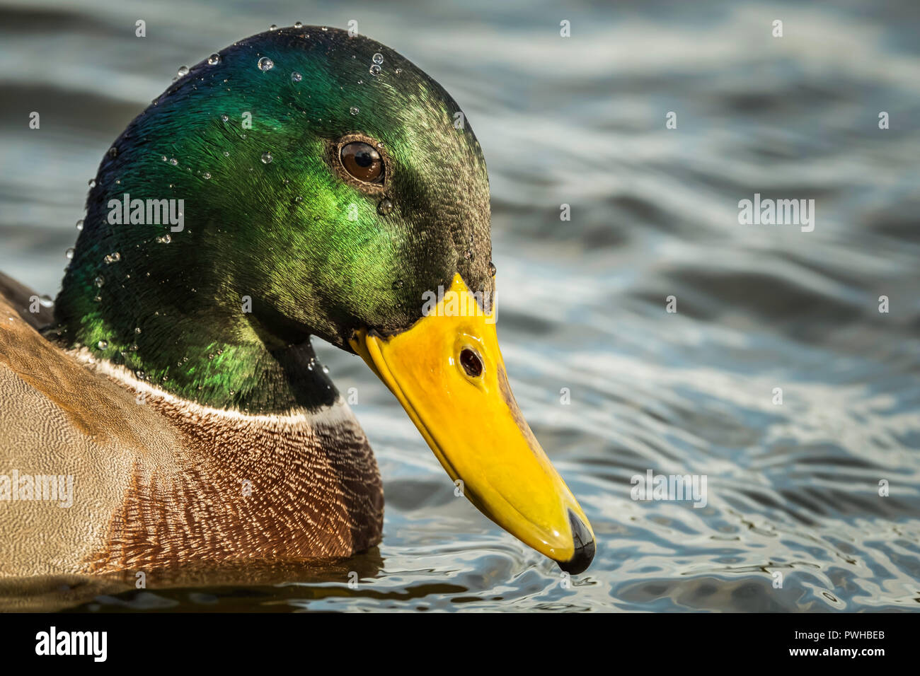 Mallard drake showing its glorious coloured head Stock Photo - Alamy