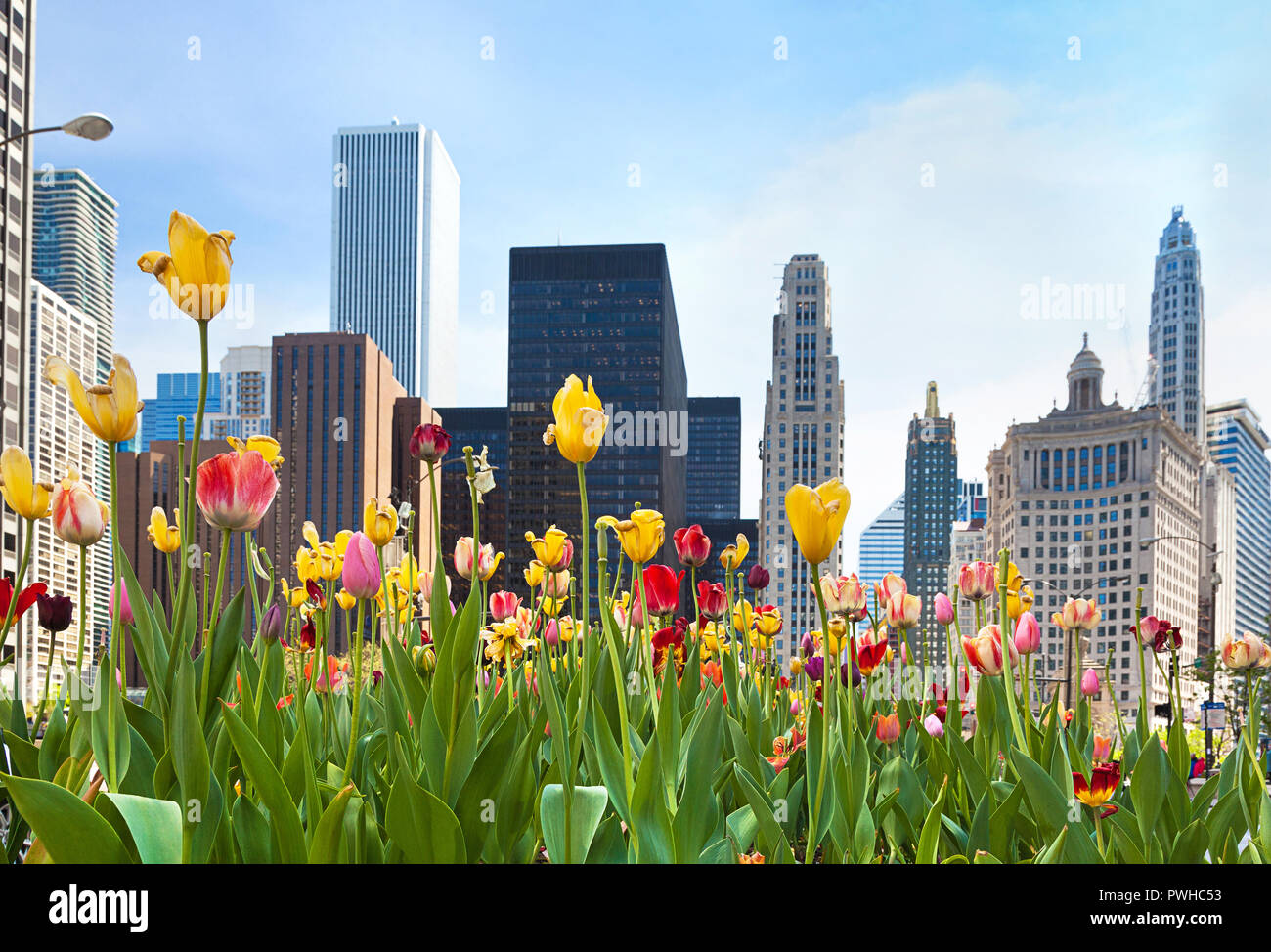 Chicago flowers High Resolution Stock Photography and Images - Alamy