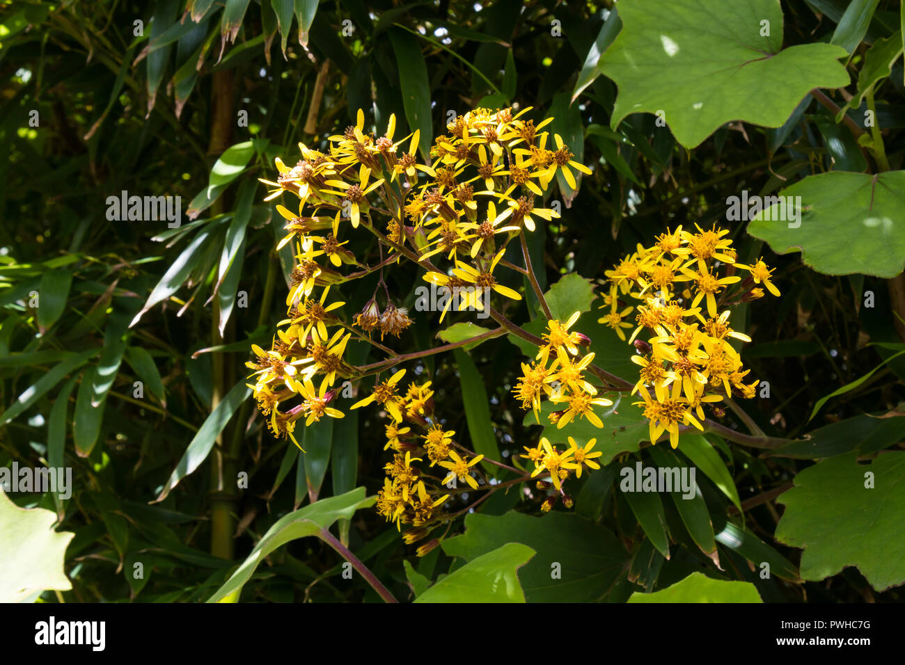 Detail of the plants and yellow blooming flower. Fresh and wild nature ...