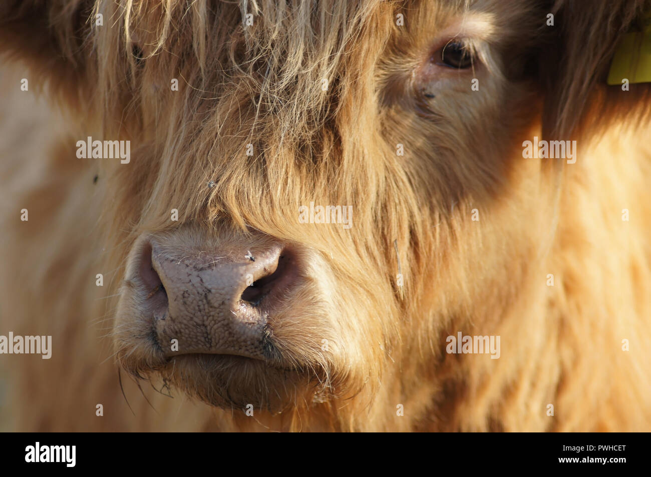 Galloway pony hi-res stock photography and images - Alamy