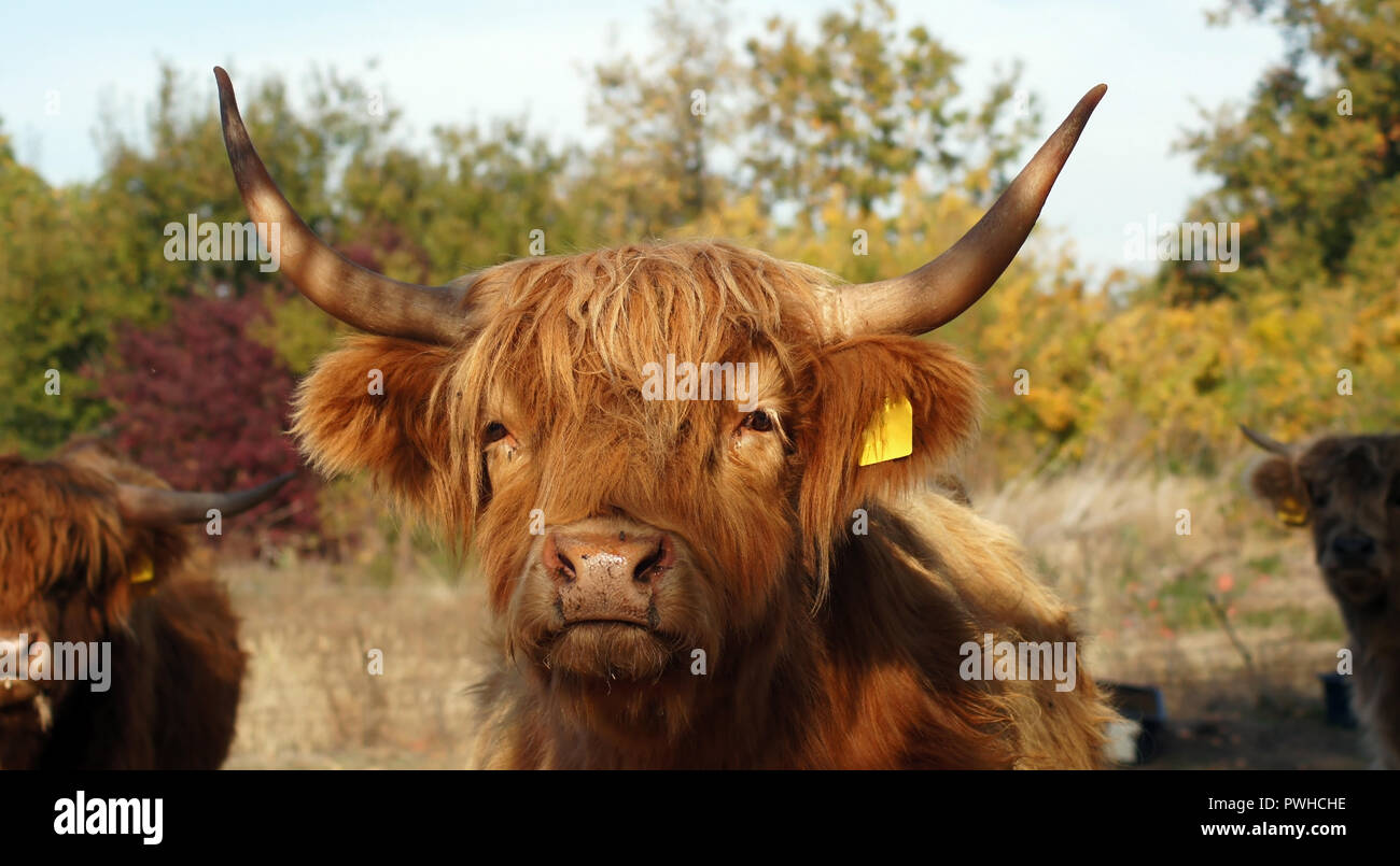 Galloway pony hi-res stock photography and images - Alamy