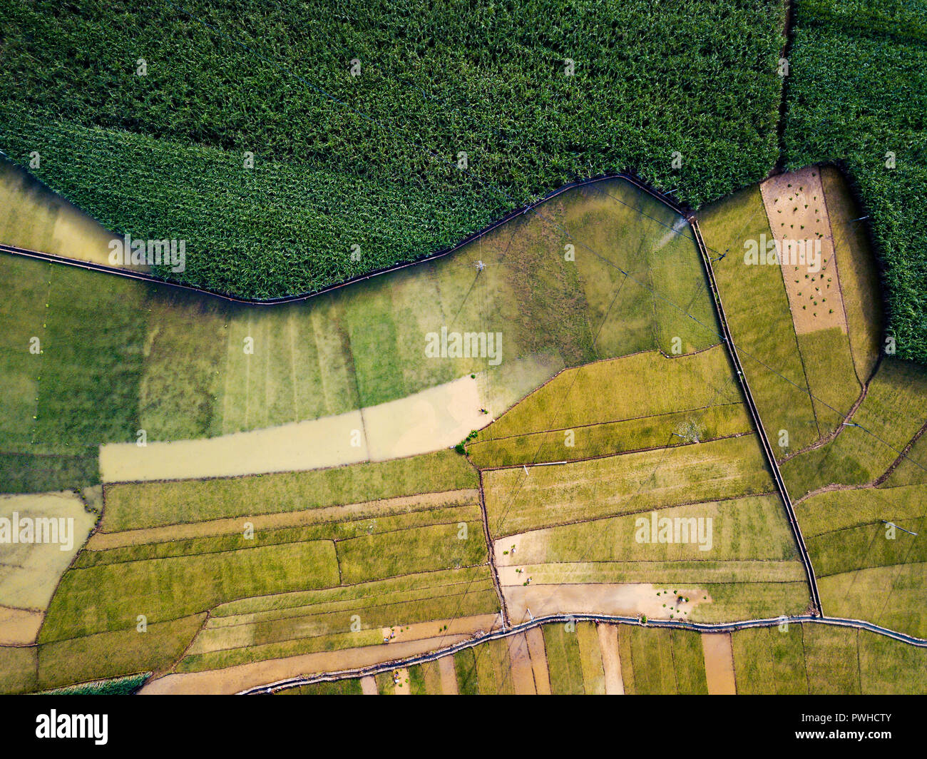 Sugar Cane Field Png