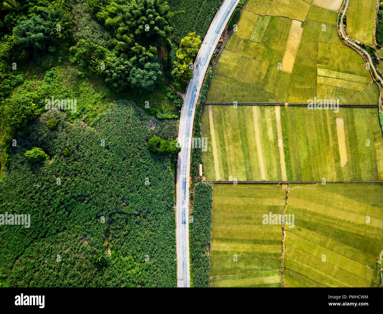 Rice and sugar cane fields of south China divided by road aerial view ...