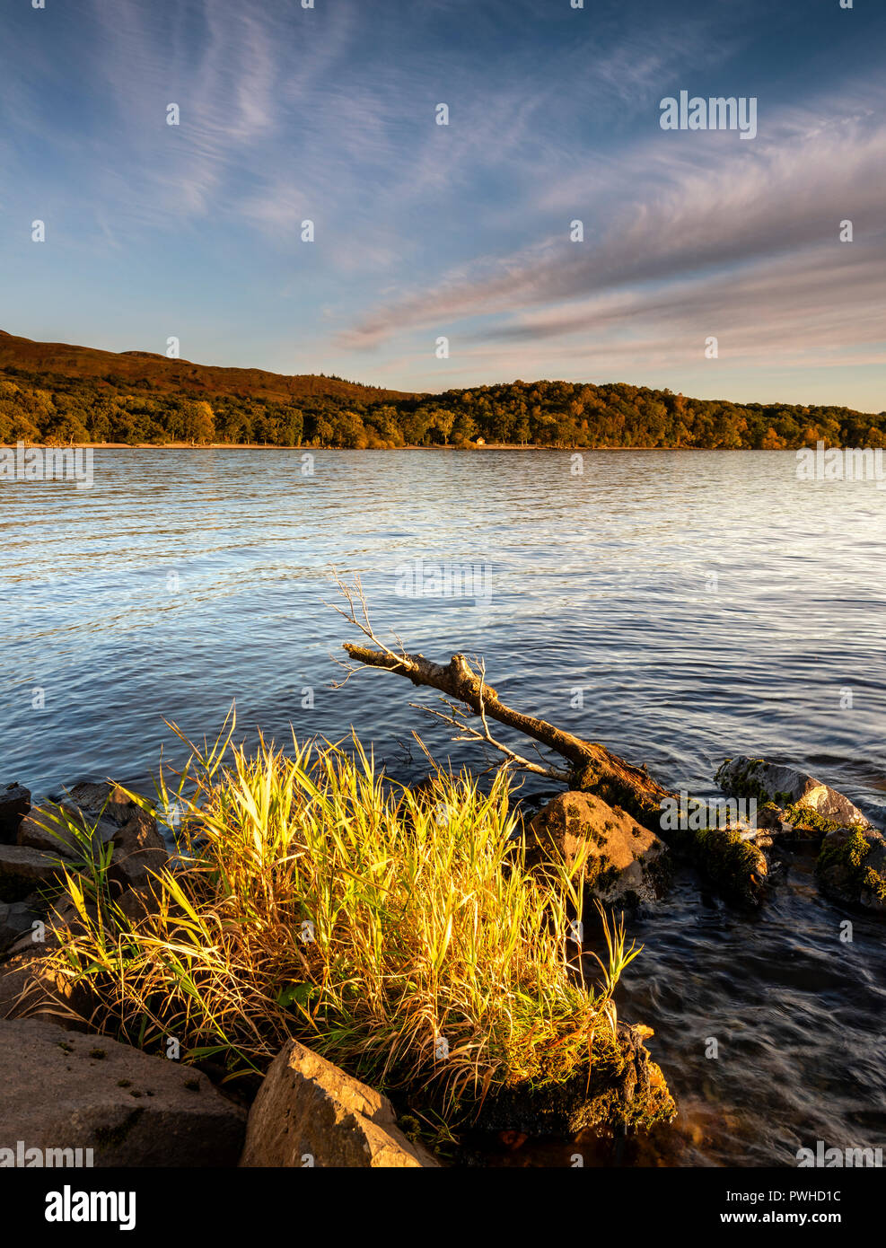 Rowardennan forest from Milarrochy Bay, Loch Lomond Stock Photo - Alamy