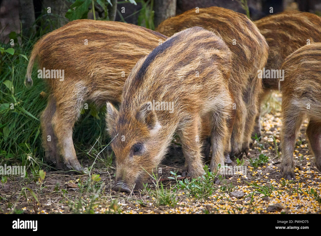Feral hog baby hi-res stock photography and images - Alamy