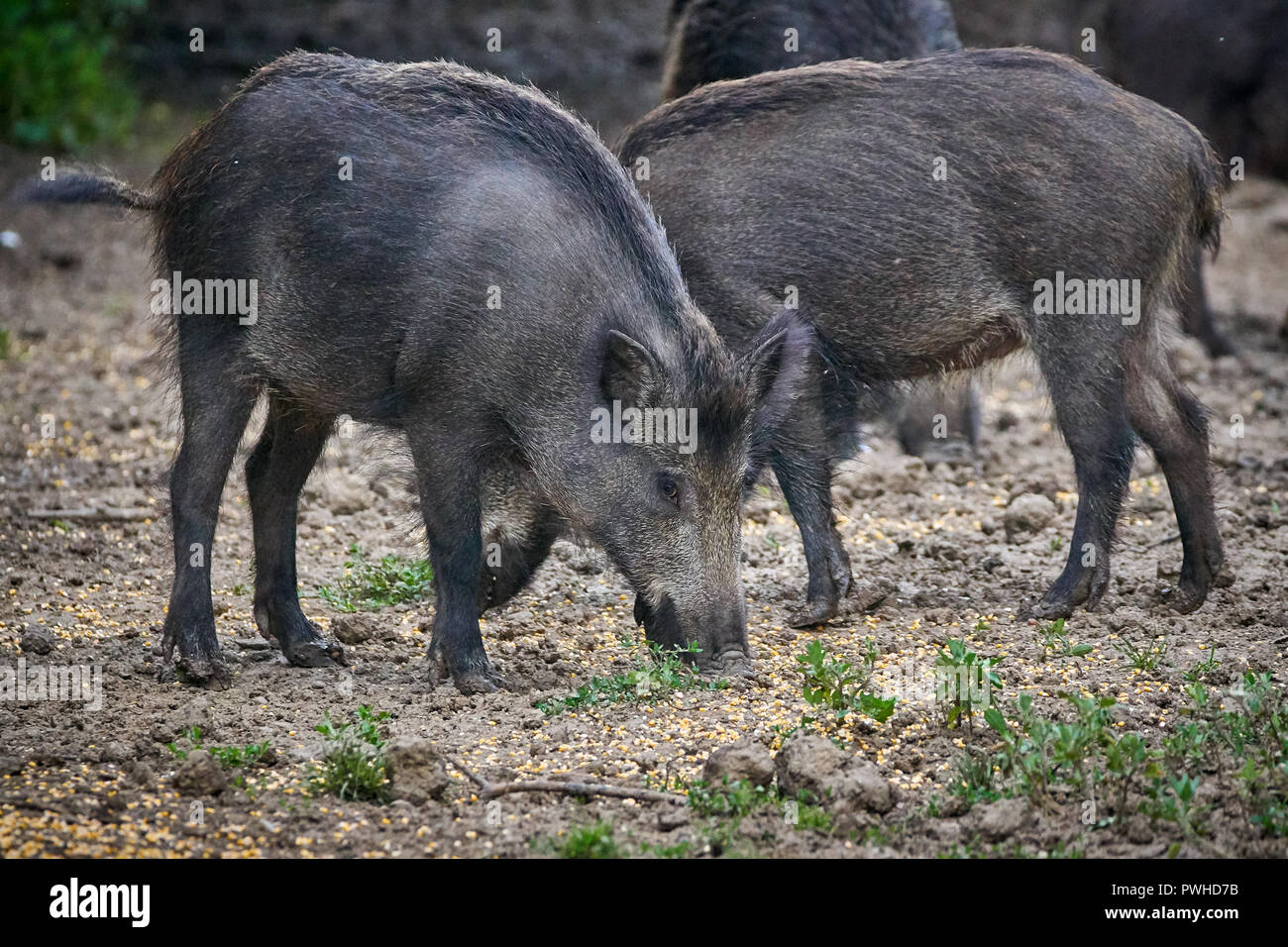 Feral hog baby hi-res stock photography and images - Alamy