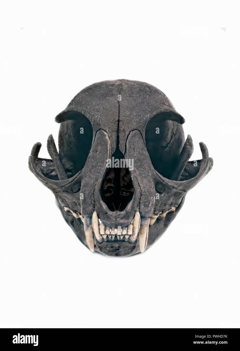 Cat Skull
