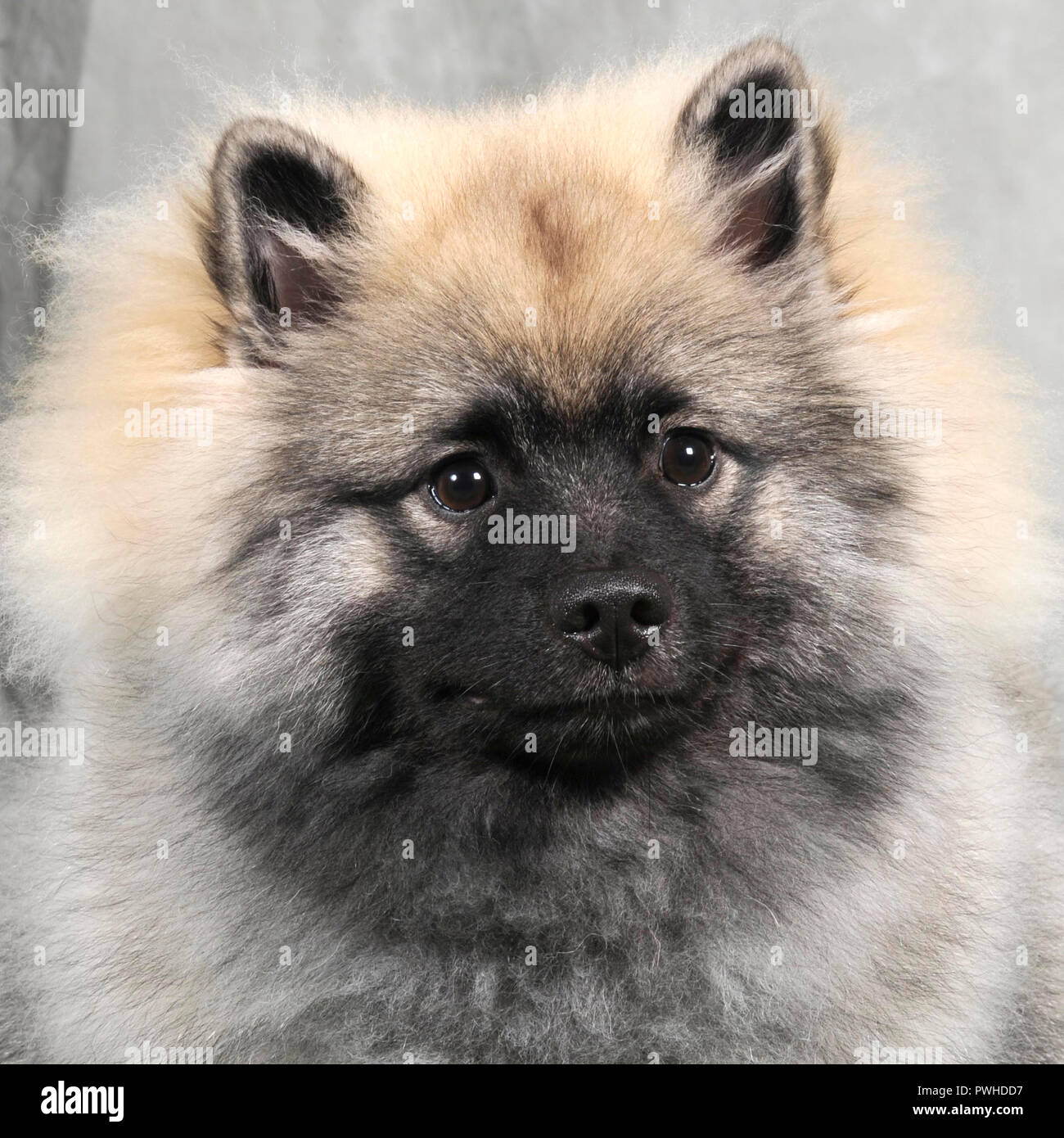 Dutch barge dog hi-res stock photography and images - Alamy