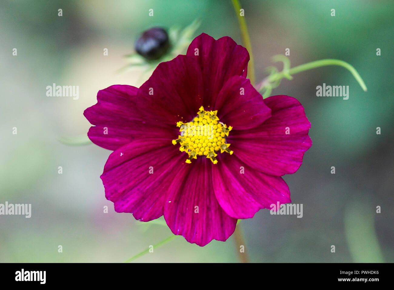 Purple cosmos flower Stock Photo - Alamy