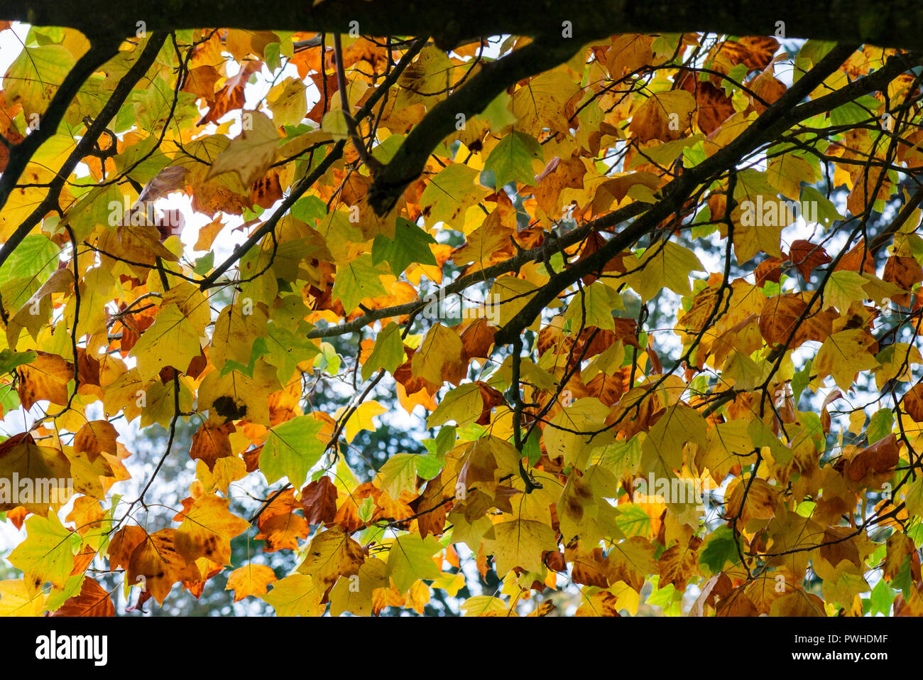 A tulip tree in autumn (Liriodendron tulipifera Stock Photo - Alamy
