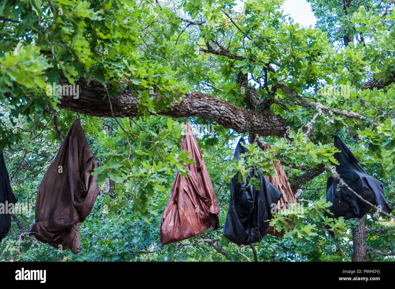 Finnish oak tree hi-res stock photography and images - Alamy