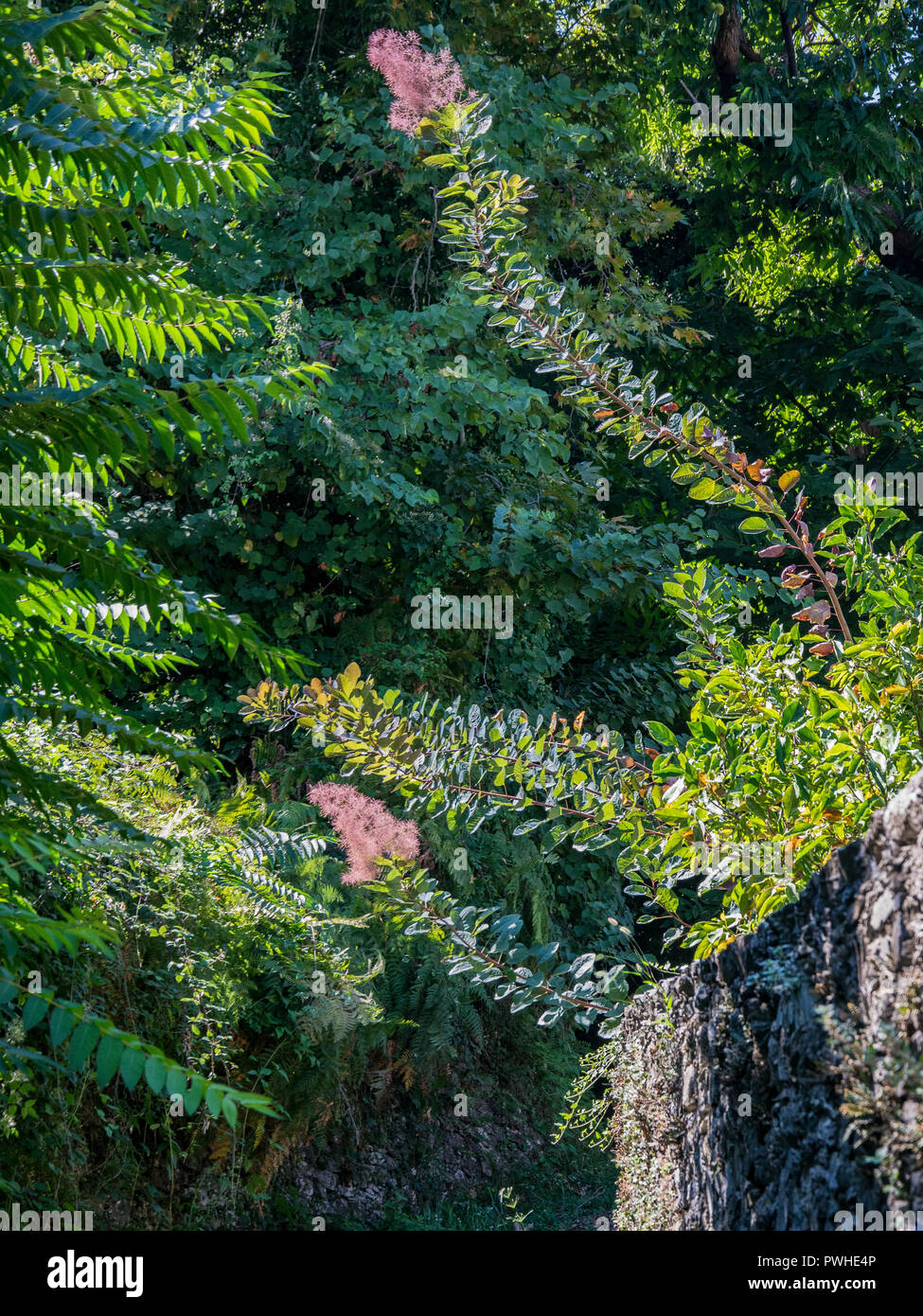 Tsagkarada hi-res stock photography and images - Alamy