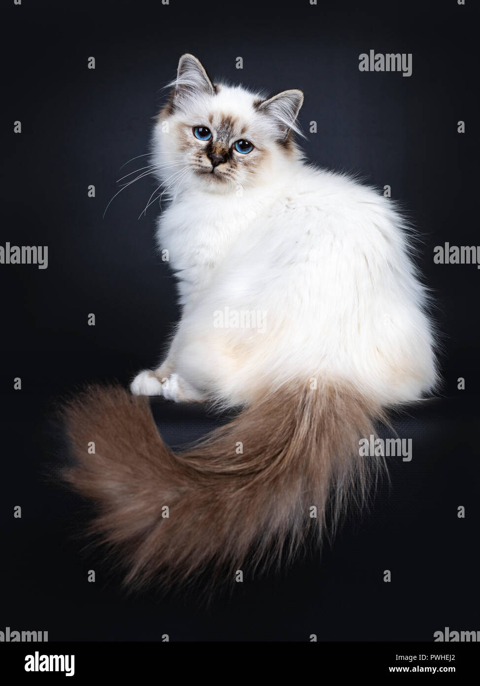 Excellent tabby point Sacred Birman cat kitten sitting side ways and ...