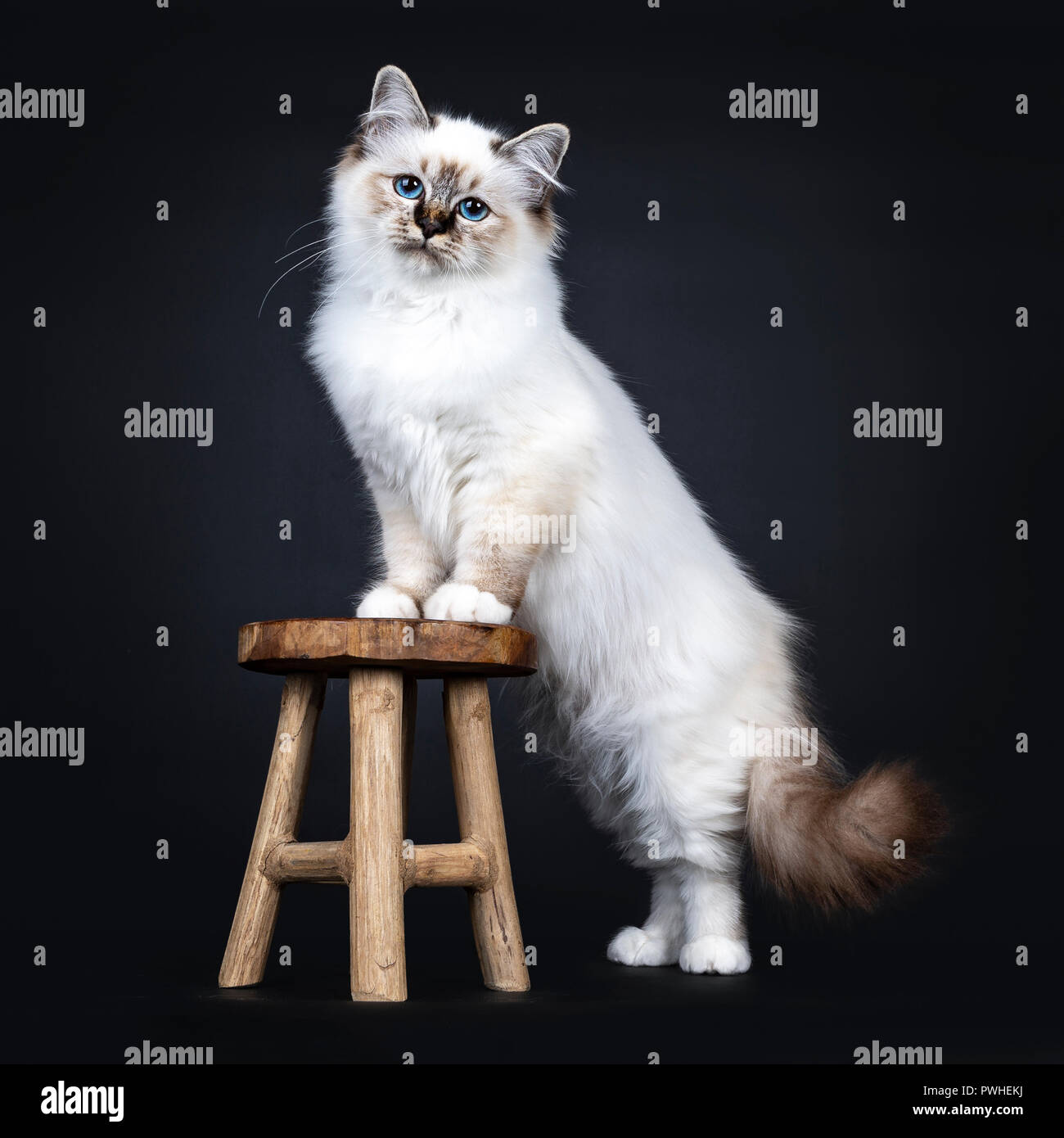 Birman cat, blue tabby point hi-res stock photography and images - Alamy