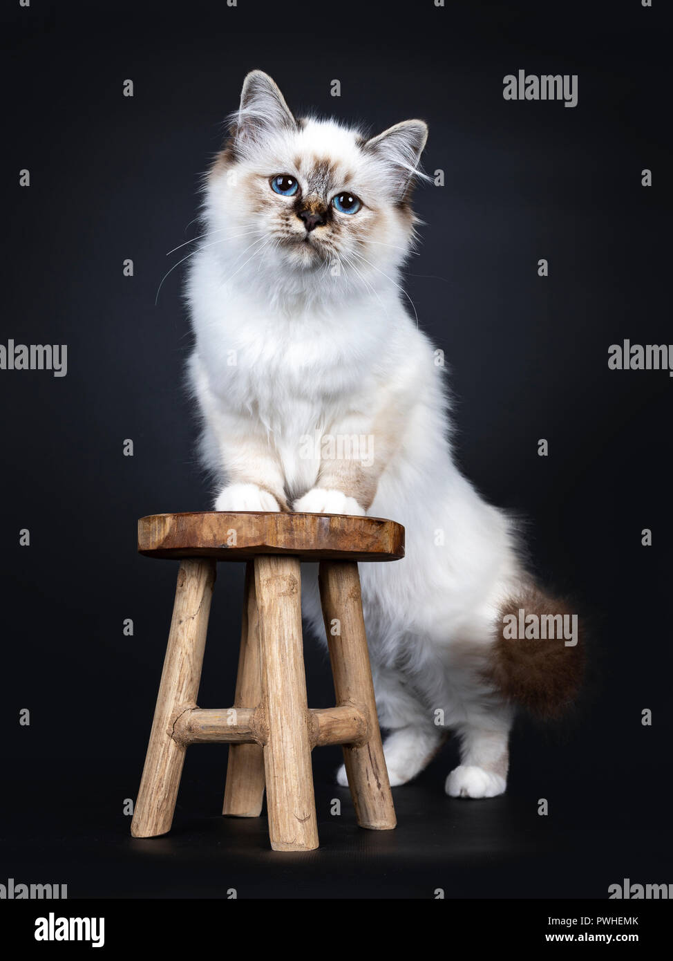 Birman cat, blue tabby point hi-res stock photography and images - Alamy