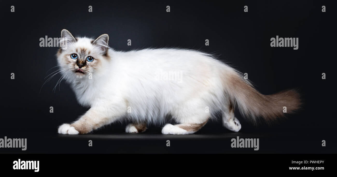 Blue tabby point birman hi-res stock photography and images - Alamy