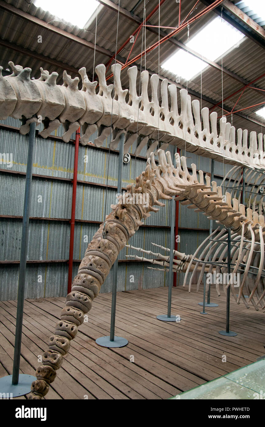 Blue whale tail bones hi-res stock photography and images - Alamy