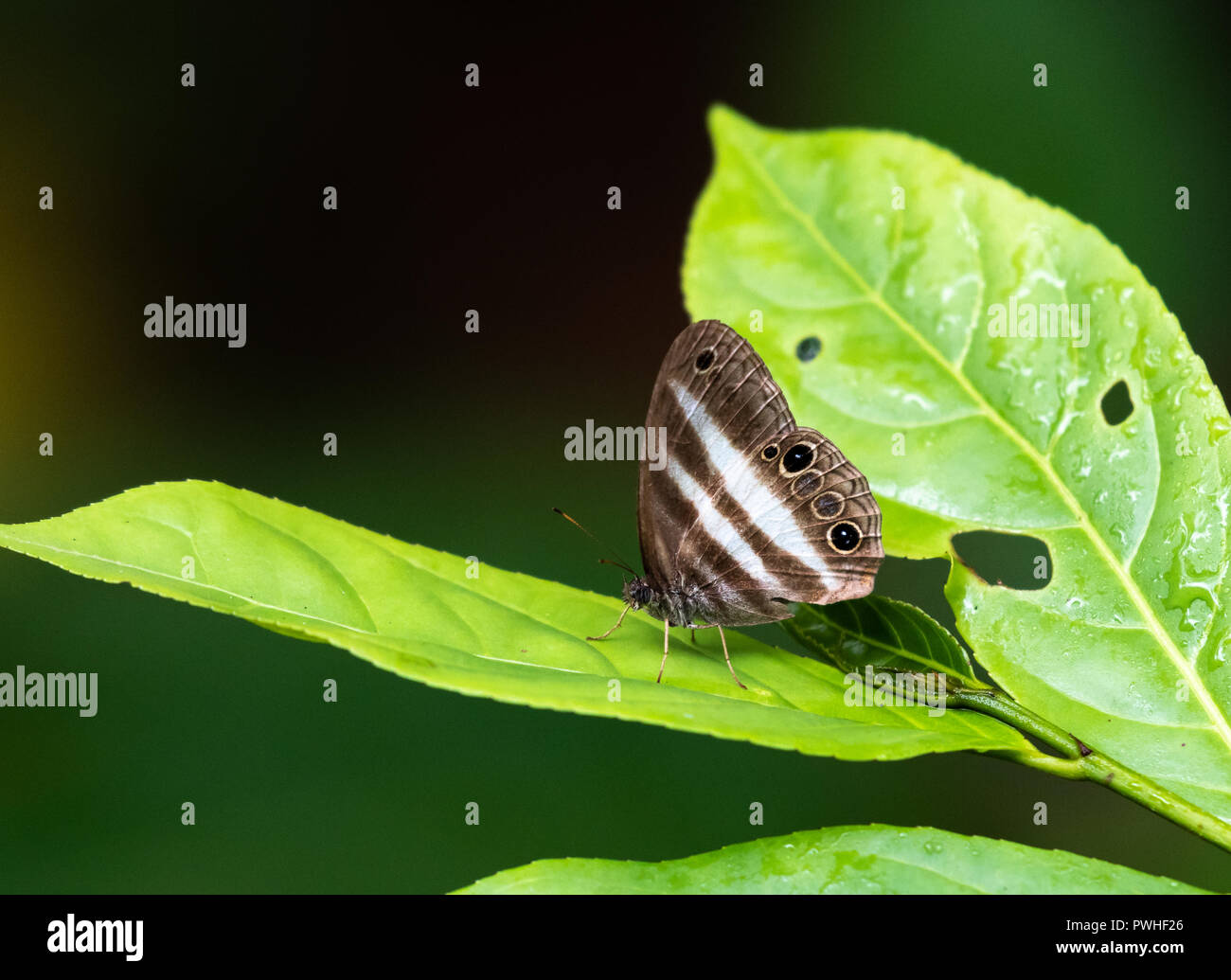Caribbean garden chelsea hi-res stock photography and images - Alamy