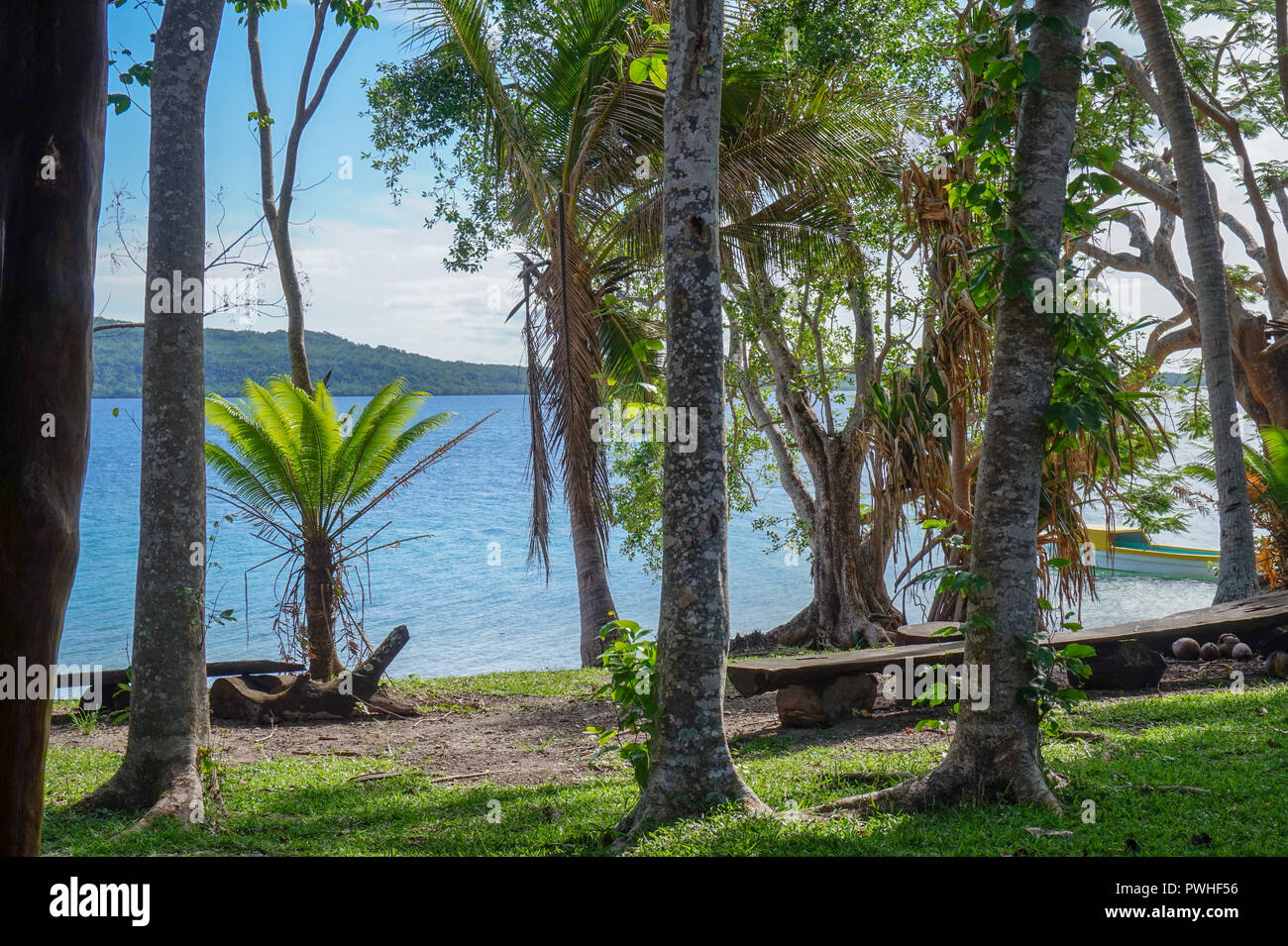 Palm trees and bench next to the beach Stock Photo - Alamy