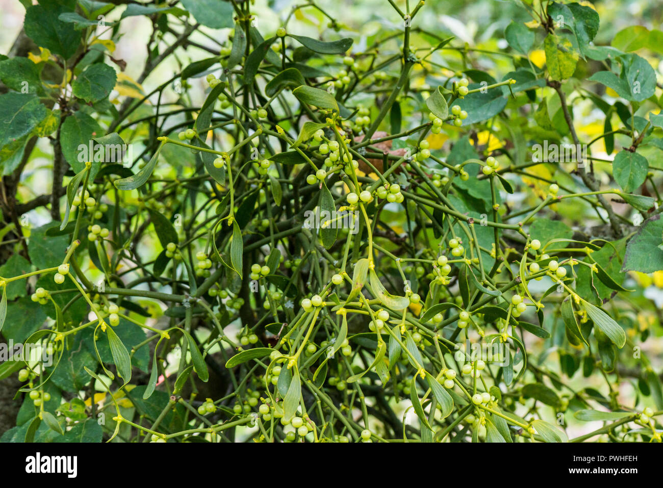 Mistletoe growing in an apple tree (Viscum album Stock Photo - Alamy