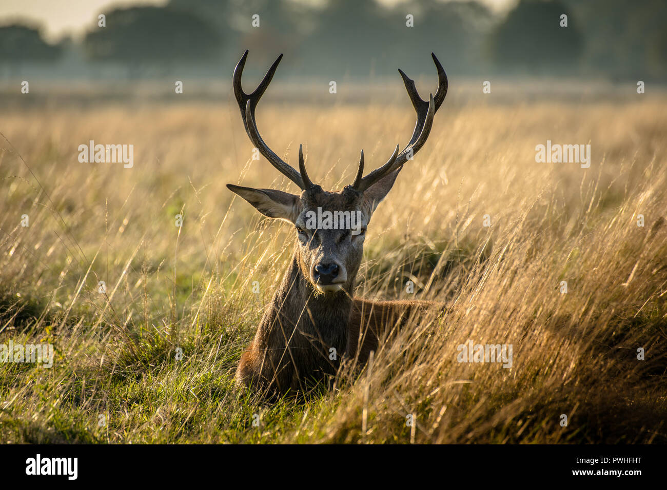 Deer in the park Stock Photo - Alamy