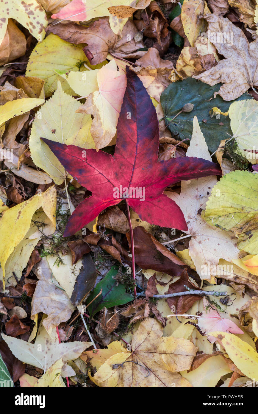 A fallen red leaf of a sweet gum tree (Liquidambar styraciflua Stock ...