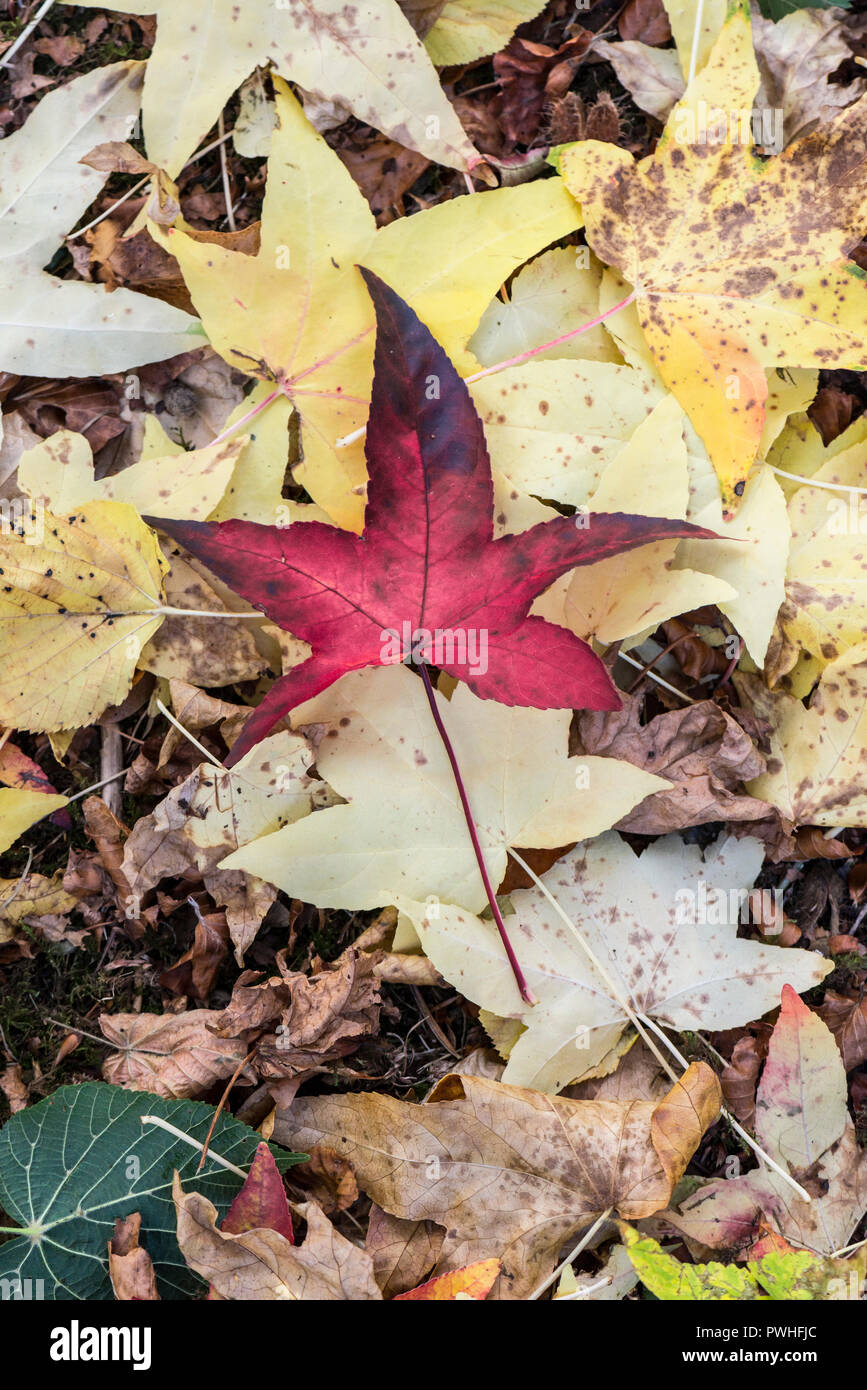 A fallen red leaf of a sweet gum tree (Liquidambar styraciflua Stock ...