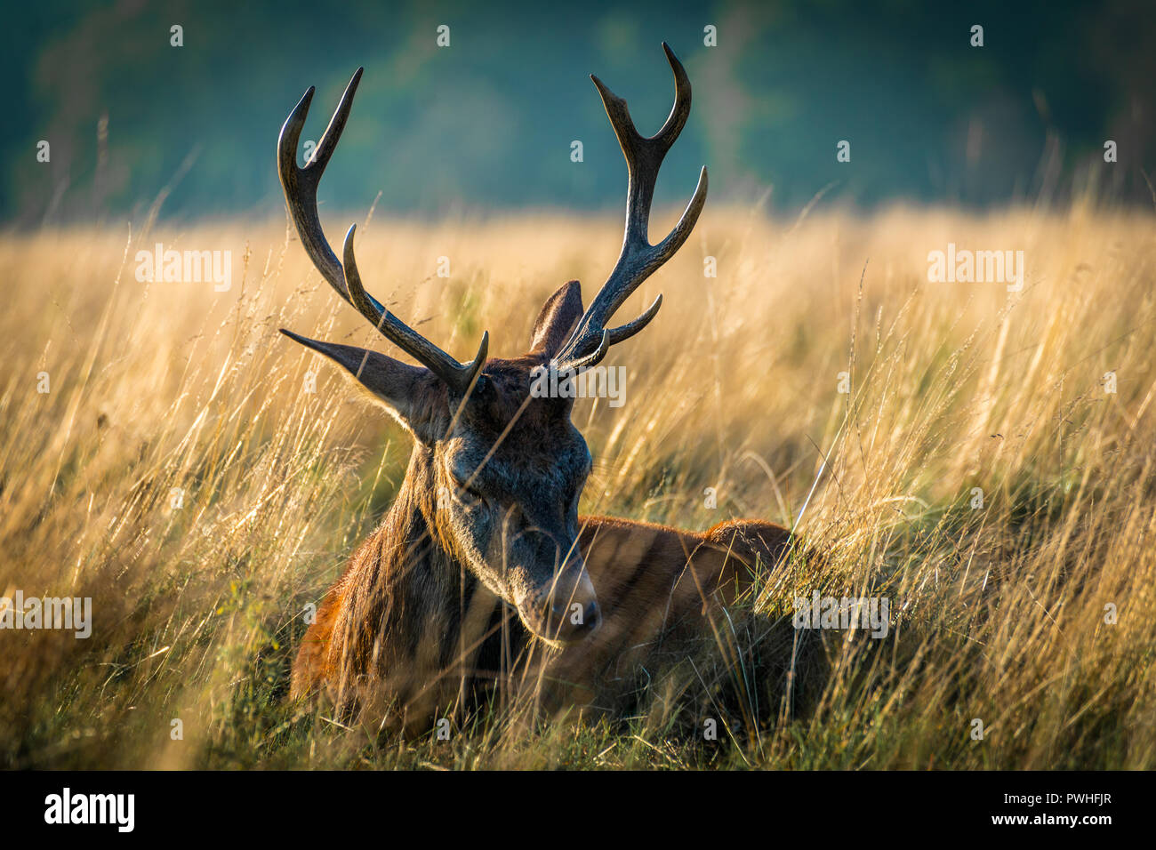 Deer in the park Stock Photo - Alamy