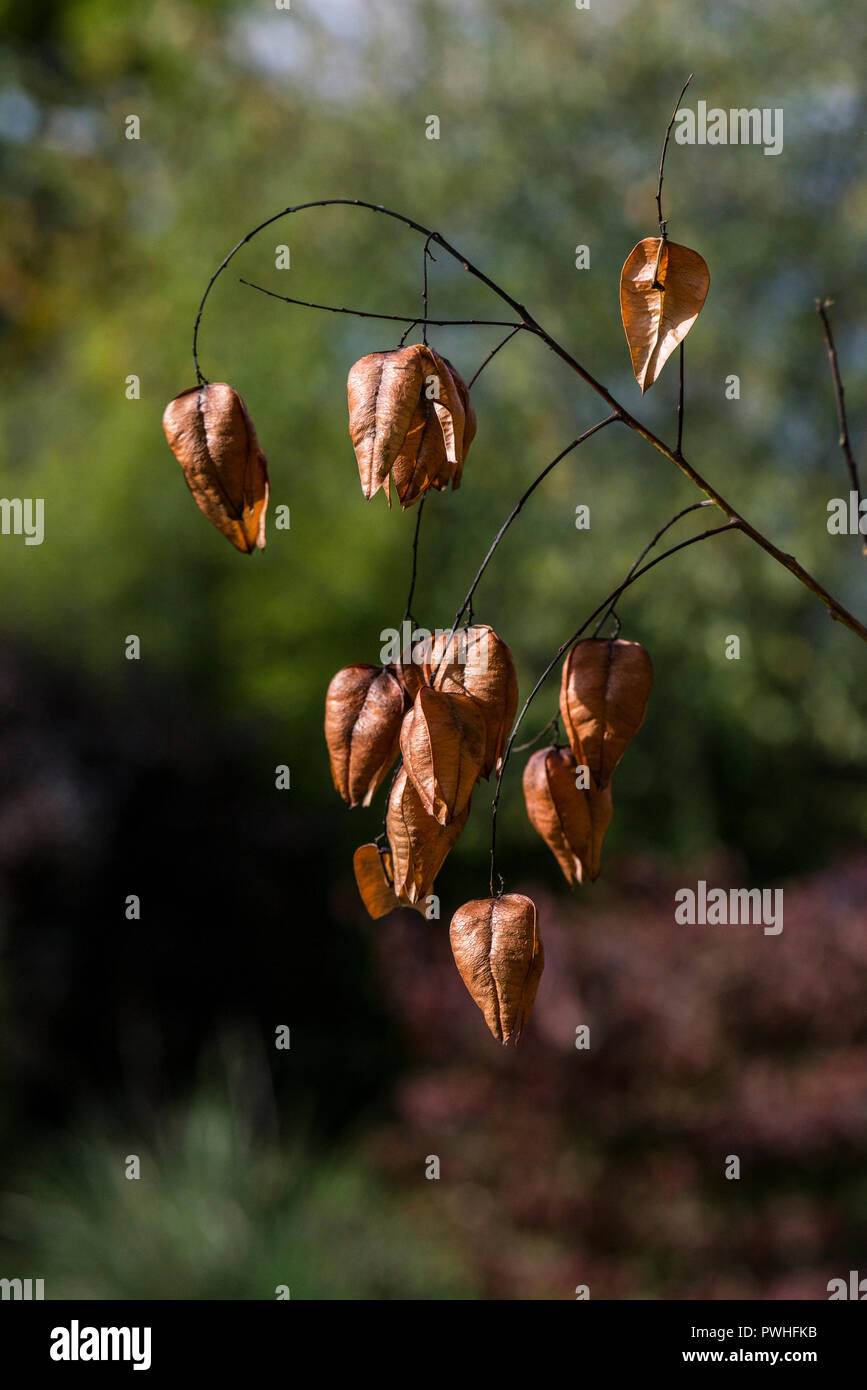 Tree Seed Pods High Resolution Stock Photography and Images - Alamy