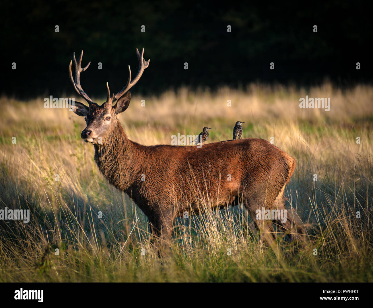 Red deer chilling hi-res stock photography and images - Alamy