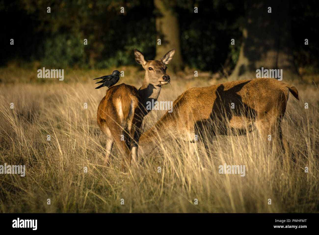 Red deer chilling hi-res stock photography and images - Alamy