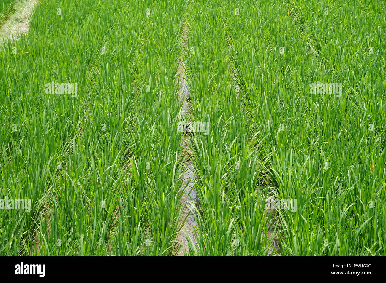 Paddy grass hi-res stock photography and images - Alamy