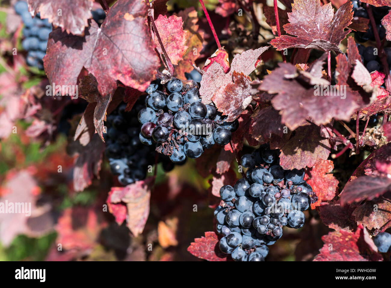 Fruit Grape Vine Vitis Vinifera Stock Photos & Fruit Grape Vine Vitis ... Fruit Grape Vine Vitis Vinifera Stock Photos & Fruit Grape Vine Vitis ...