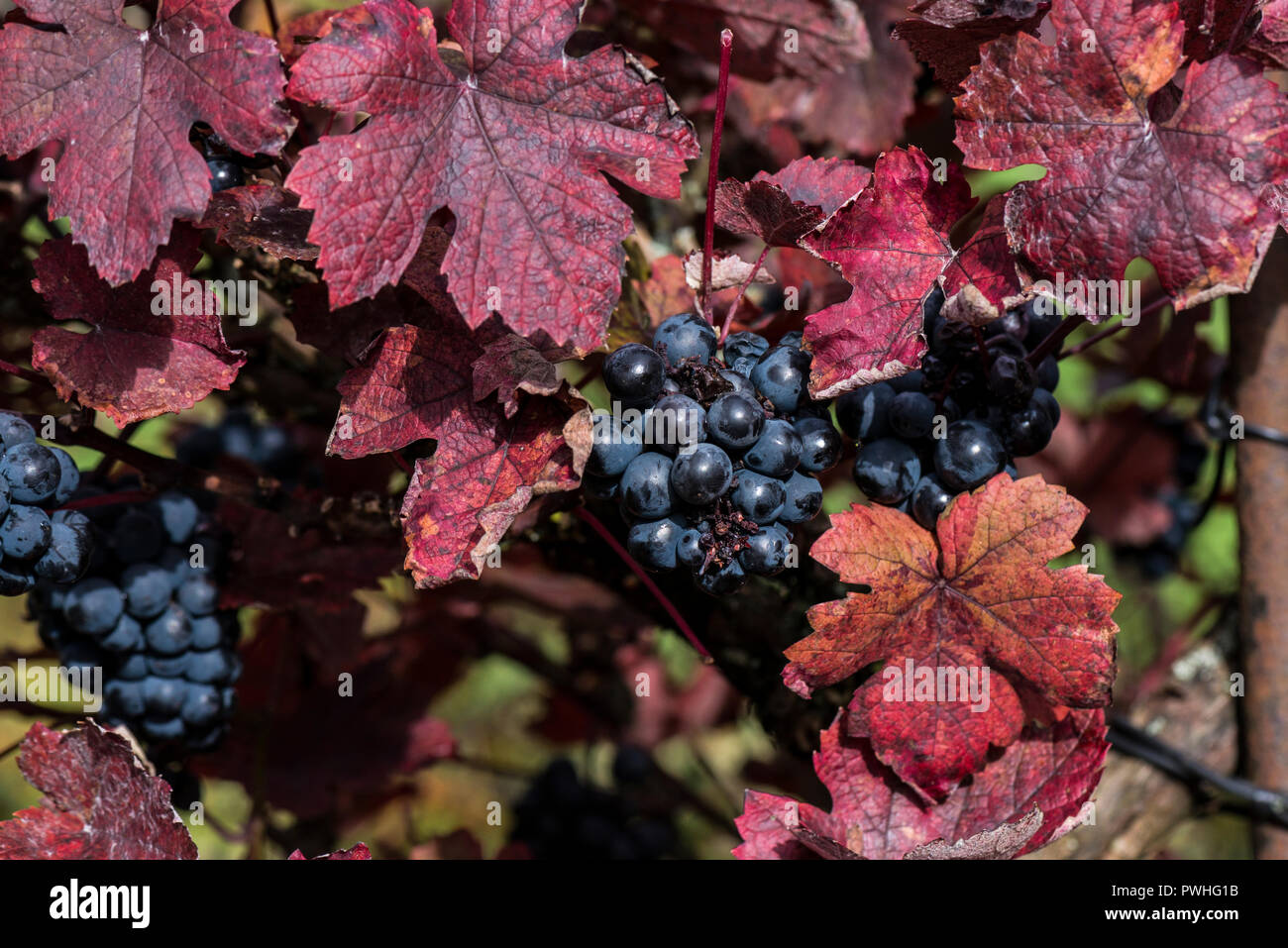 Teinturier grape vine (Vitis vinifera 'Purpurea' Stock Photo - Alamy