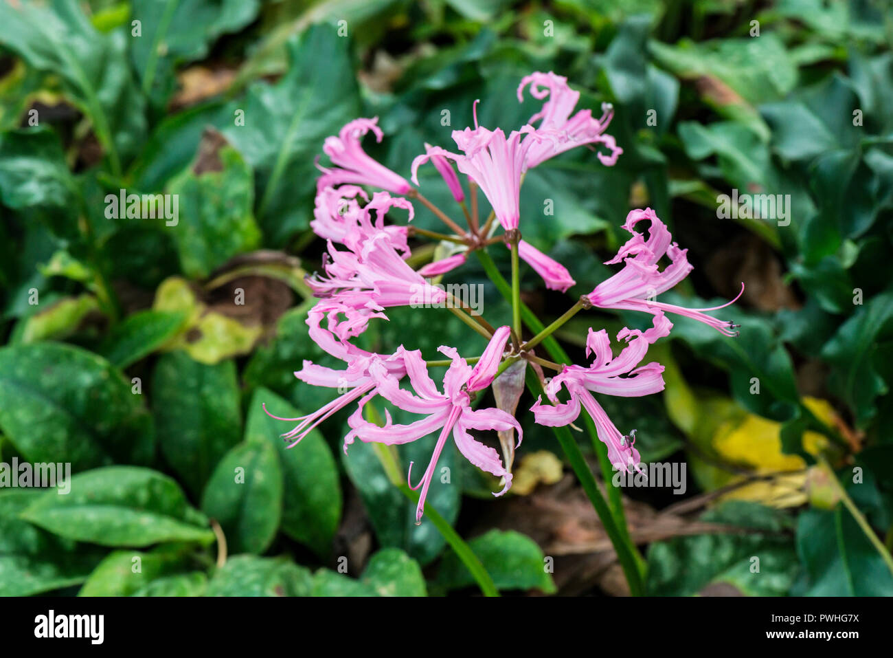 The pink flowers of a Nerine Stock Photo - Alamy