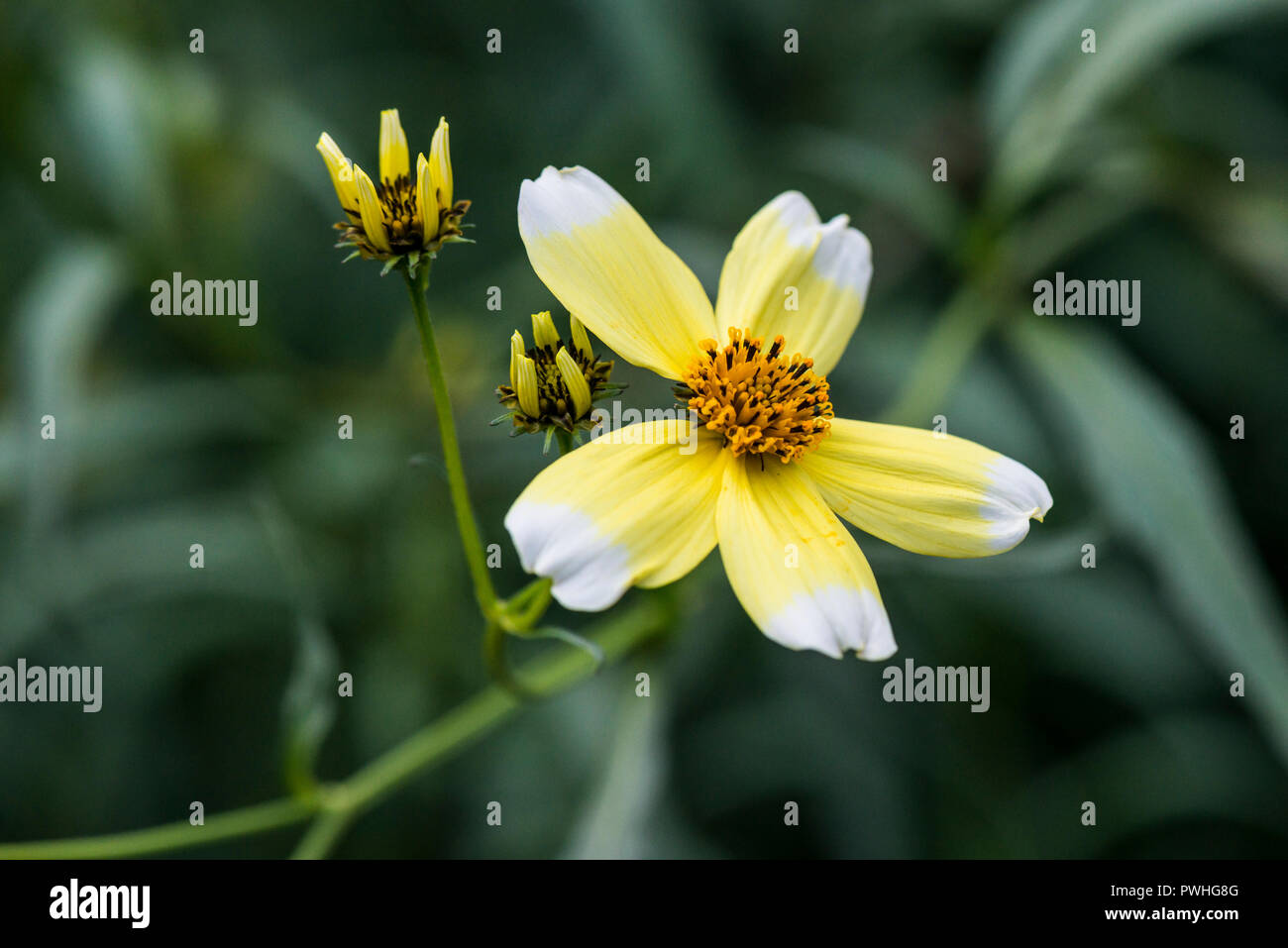 Arizona beggarticks 'Hannay's Lemon Drop' (Bidens aurea 'Hannay's Lemon ...